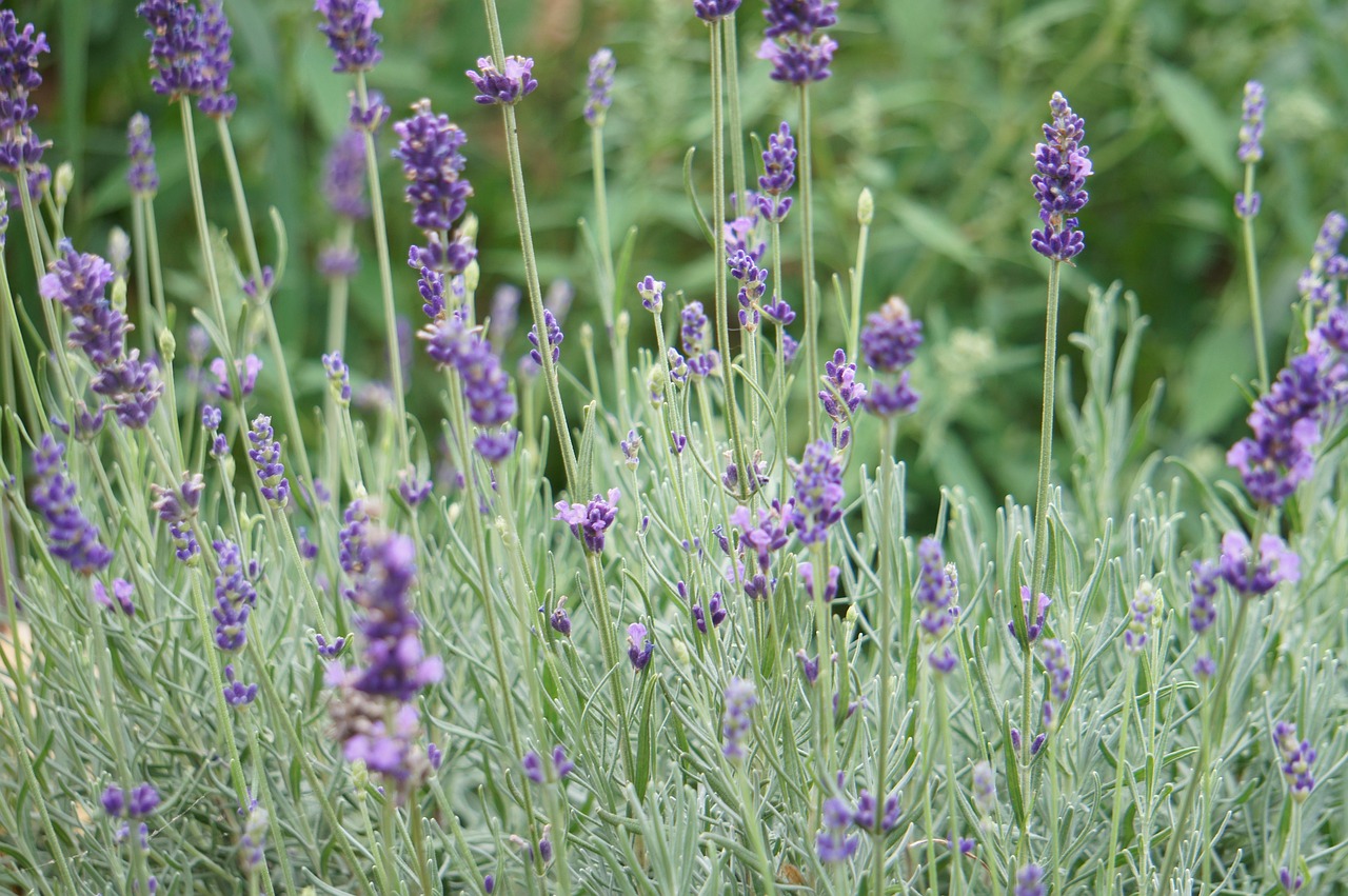 Lavender Flower Field - Free photo on Pixabay Lavender Flower Field - Free photo on Pixabay