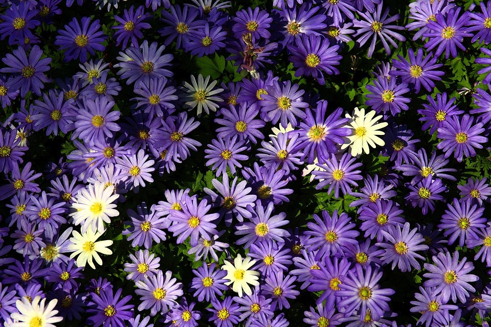 Flower Plant Nature - Free photo on Pixabay