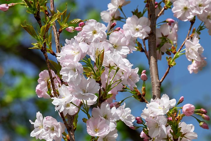 1,000+ Free Japanese Cherry & Cherry Blossom Photos - Pixabay