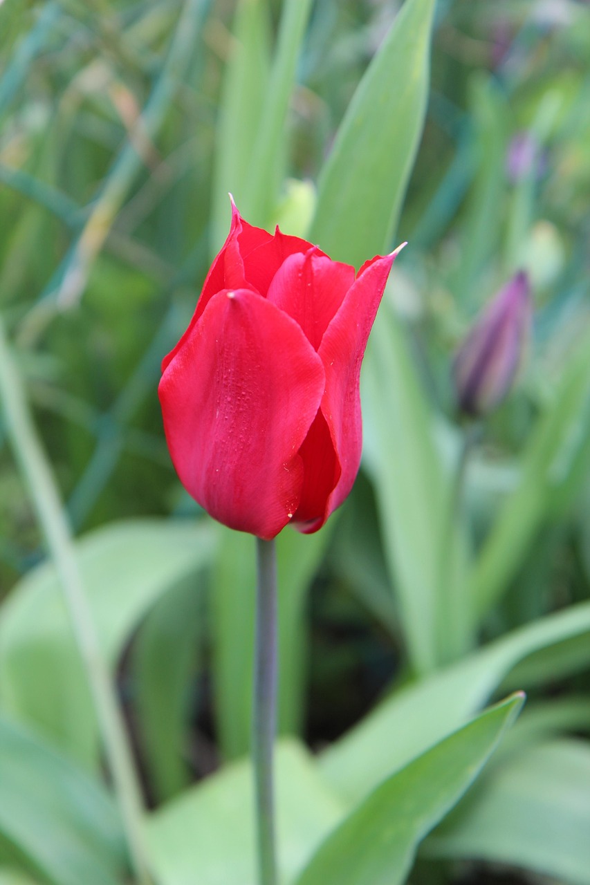 Tulip Red Flower Spring - Free photo on Pixabay - Pixabay