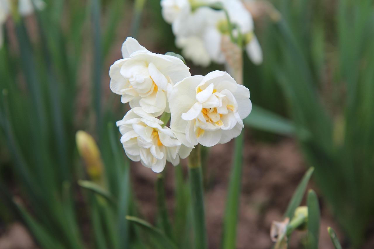 Plus de 1 000 images de Narcisse et de Nature - Pixabay