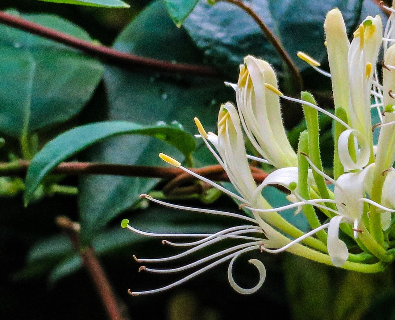 Plant Nature Flower - Free photo on Pixabay