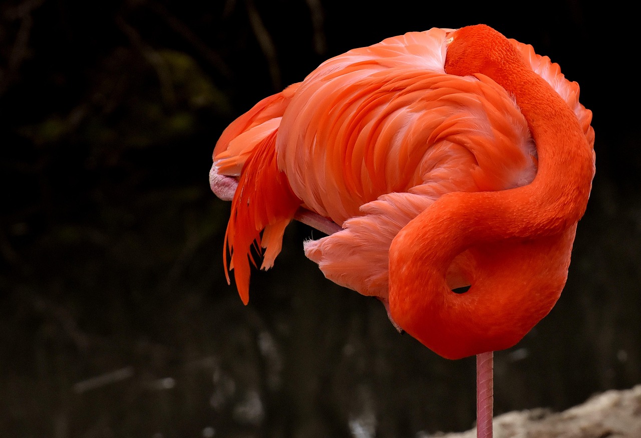 2.000+ Foto Flamingo & Alam Gratis - Pixabay