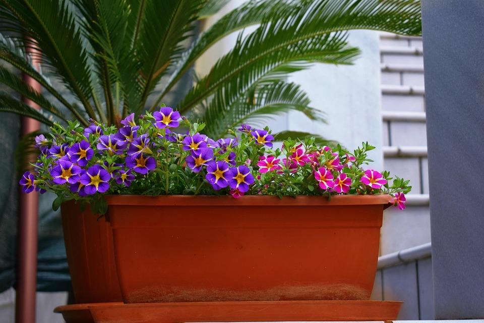 Flower Plant Garden - Free photo on Pixabay