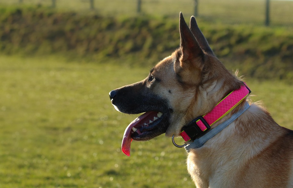Hund Profil Djur - Gratis foto på Pixabay - Pixabay