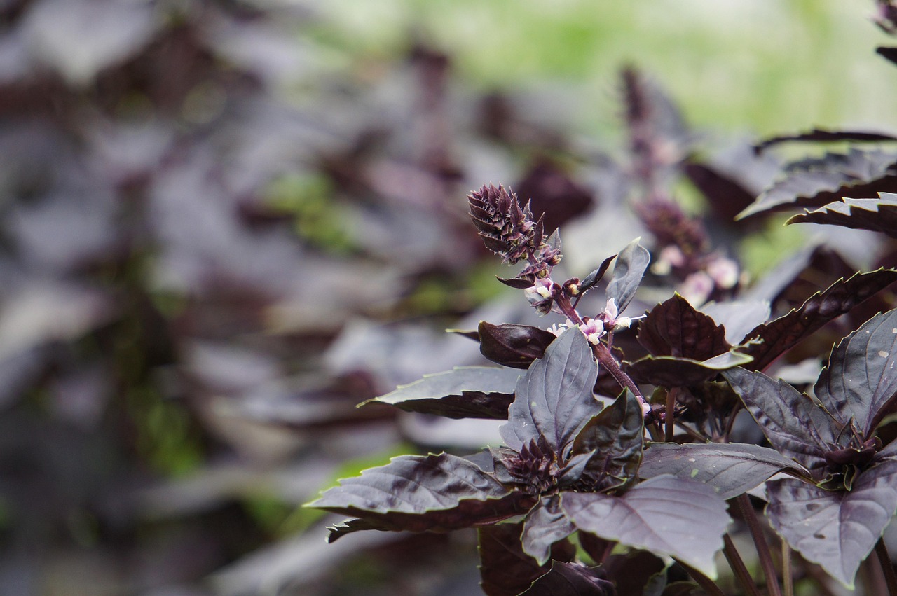 La Nature Feuille Plante - Photo gratuite sur Pixabay - Pixabay