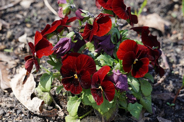 Pansy Nature Flower - Free photo on Pixabay