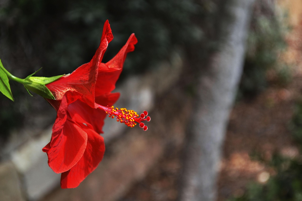 La Nature À L'Extérieur Fleur - Photo gratuite sur Pixabay - Pixabay