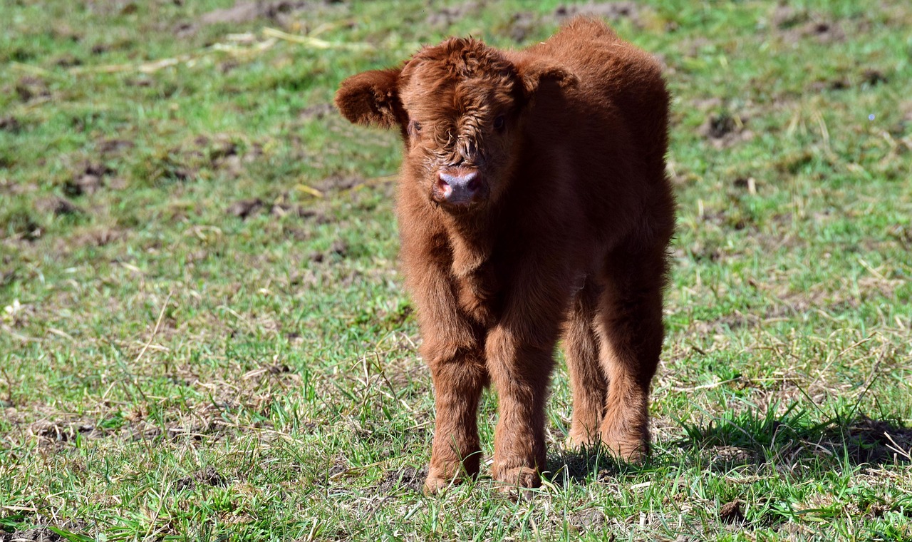 70+ kostenlose Galloway Kühe & Galloway Fotos - Pixabay