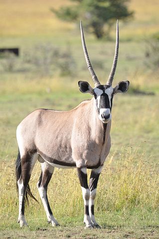 90+ Free Oryx & Antelope Images - Pixabay