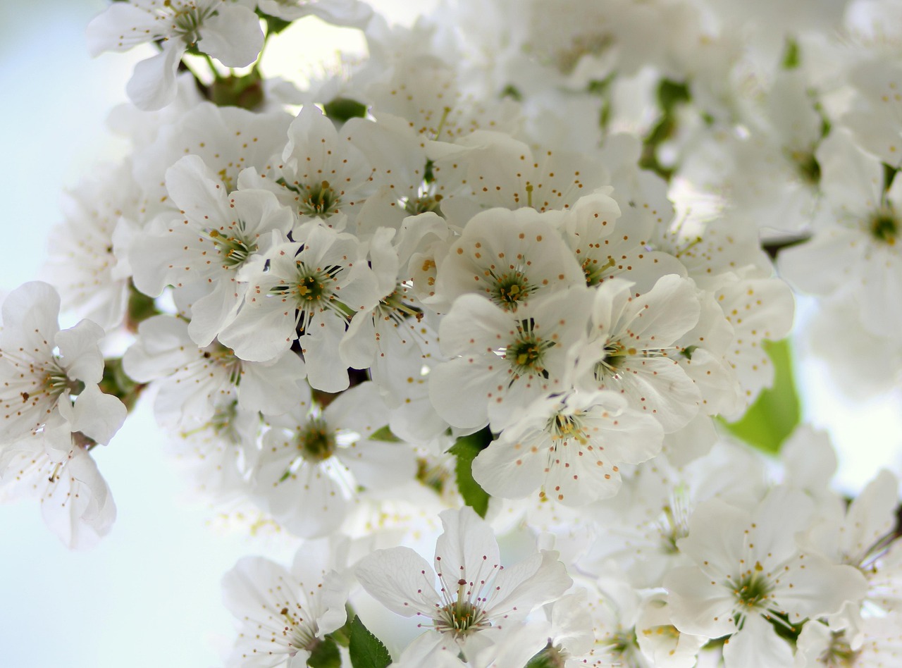 Flora Tree Visin - Free photo on Pixabay