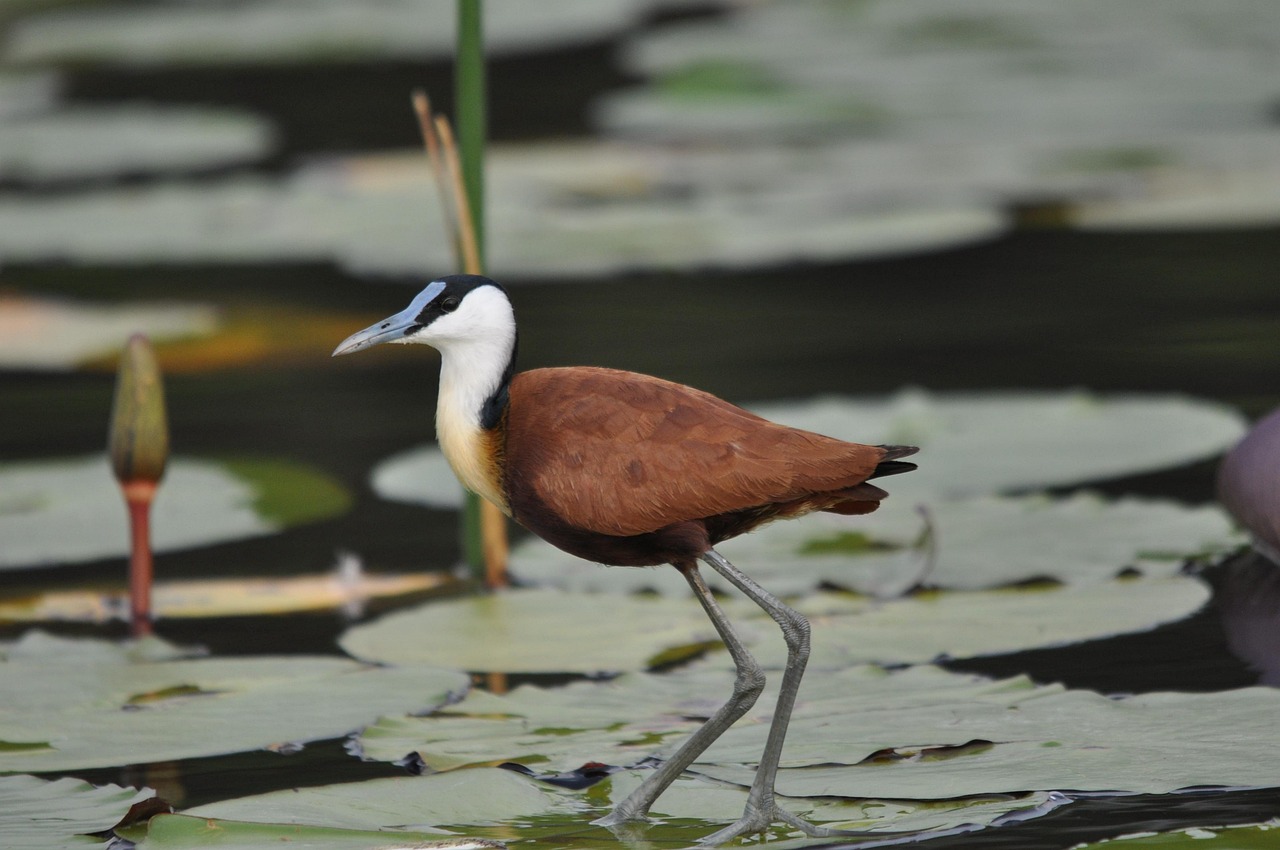 Bird Wildlife Pool - Free photo on Pixabay