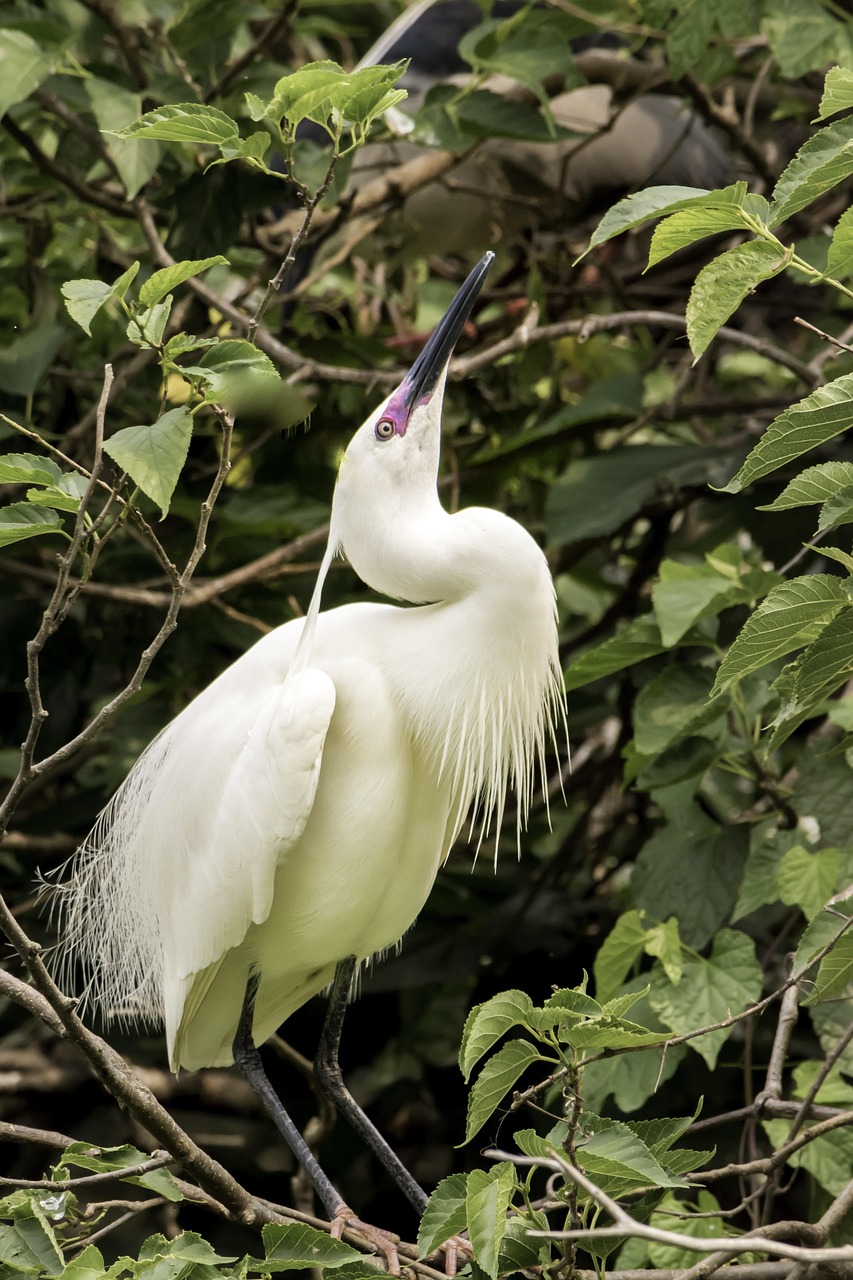 Nature Bird Wildlife - Free photo on Pixabay - Pixabay
