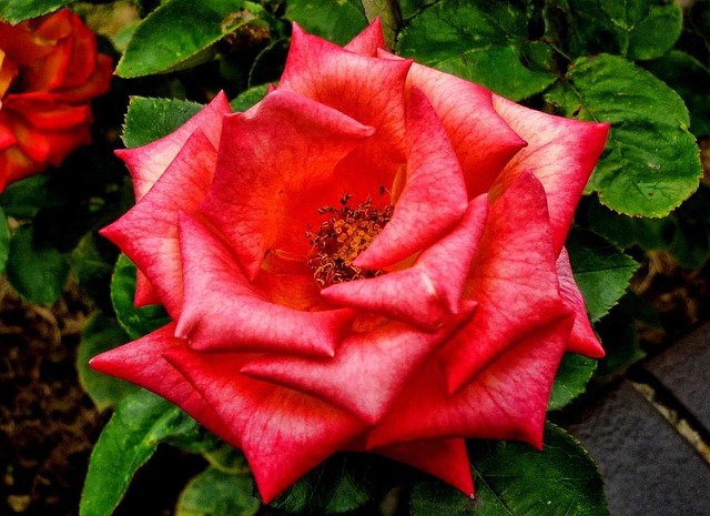 Fleur Rose Flore - Photo gratuite sur Pixabay - Pixabay