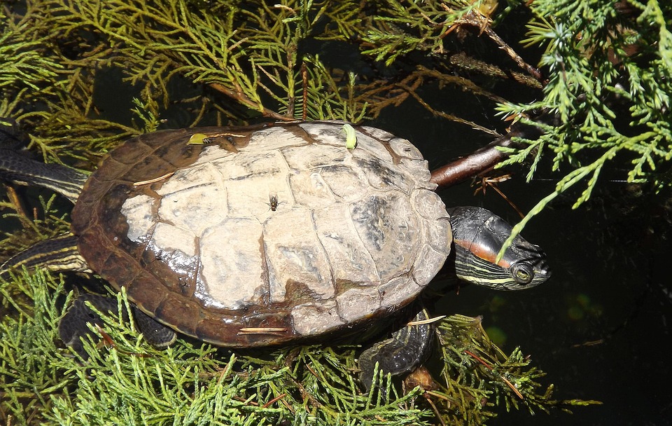 Nature Reptiles Turtles - Free photo on Pixabay - Pixabay