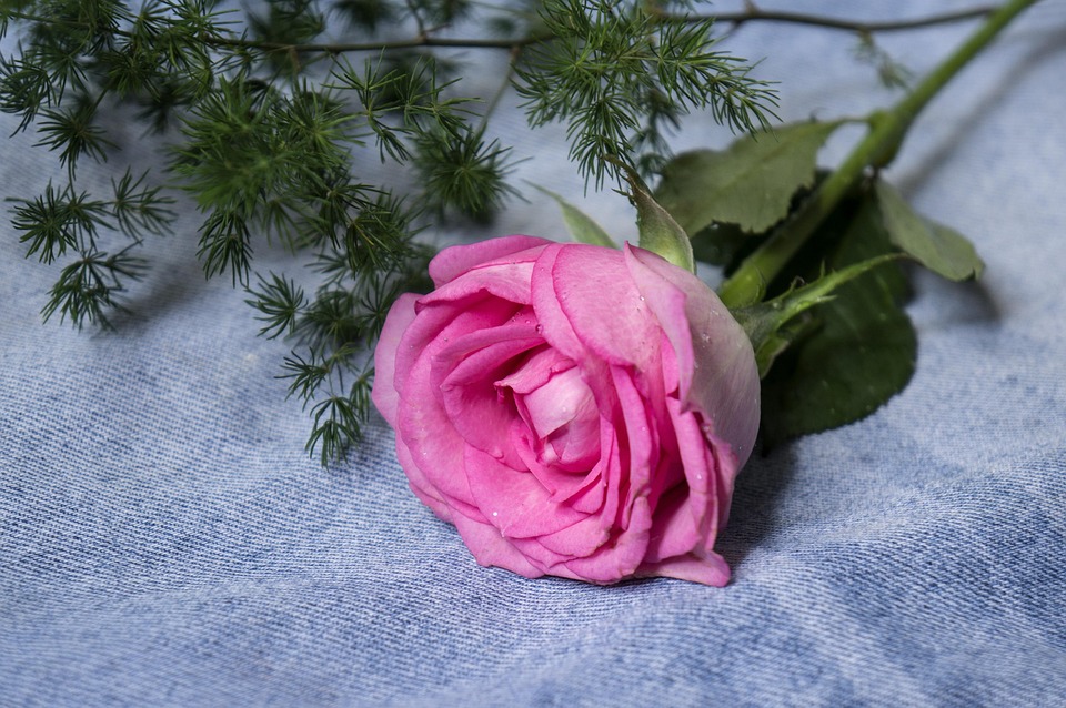 Naturaleza Rosa - Foto gratis en Pixabay - Pixabay