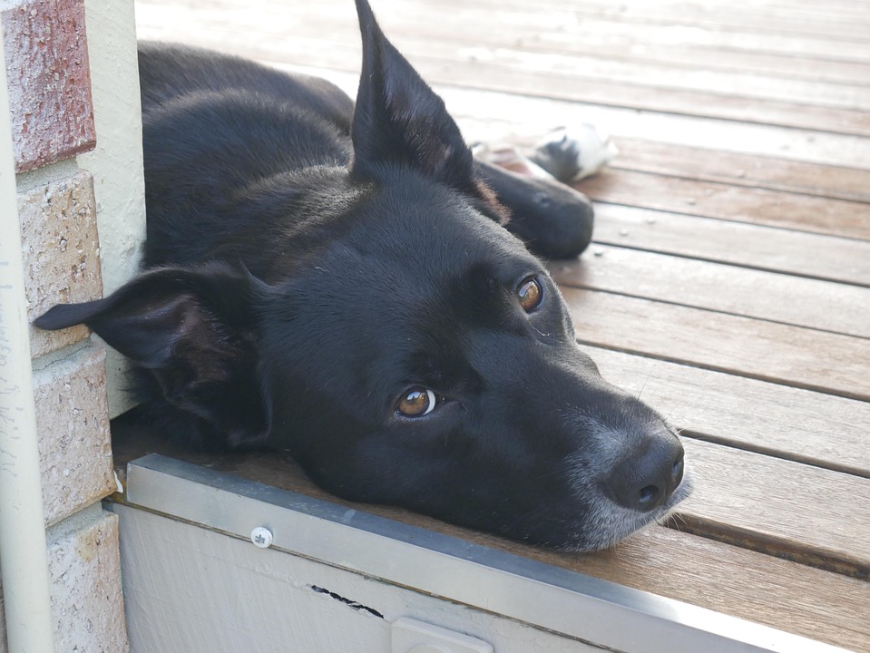 Dog Animal Portrait - Free photo on Pixabay