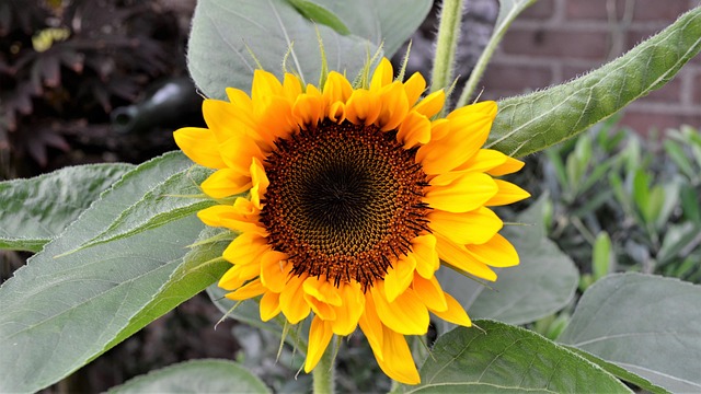 Nature Plant Sheet - Free photo on Pixabay