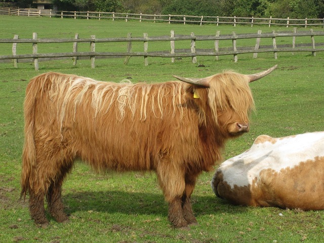 Mammal Bovine Cow - Free photo on Pixabay