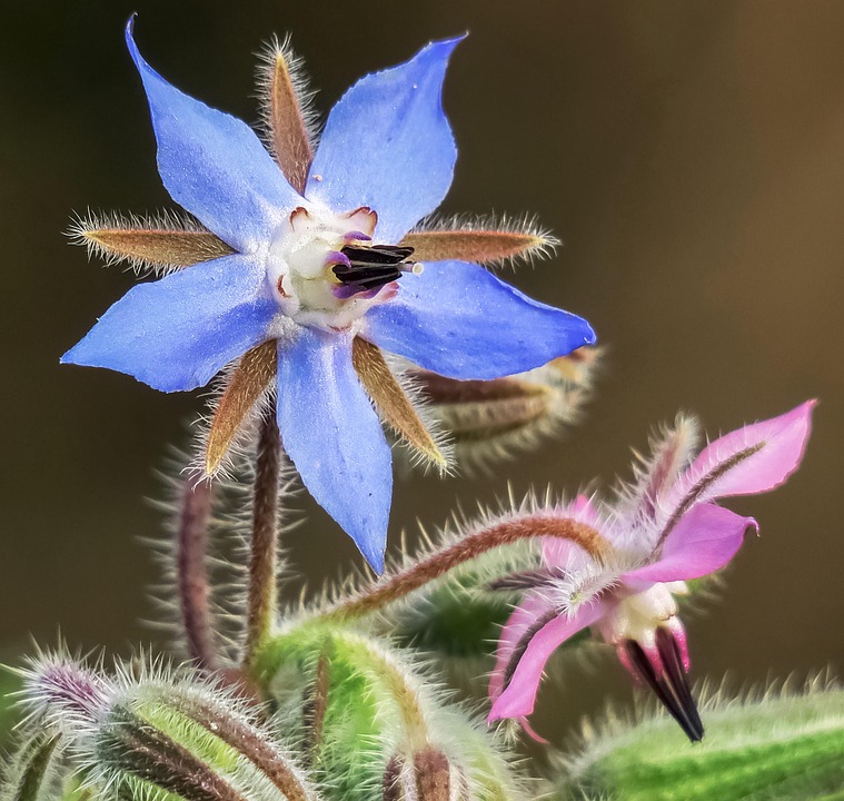 Nature Flower Wild Close - Free photo on Pixabay - Pixabay