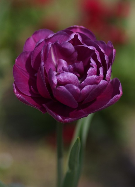 Tulip Mauve Flora - Free photo on Pixabay - Pixabay