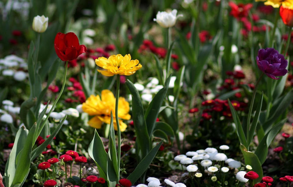 Tulips Flora Garden - Free photo on Pixabay - Pixabay