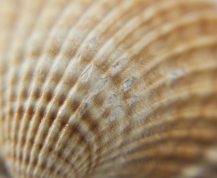 贝壳 壳 结构 - Pixabay上的免费照片 - Pixabay
