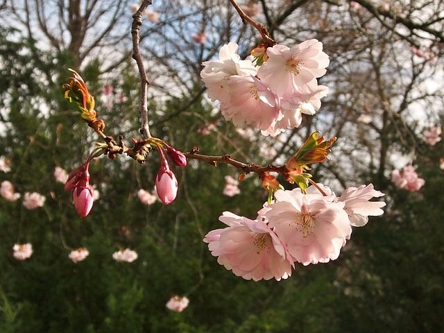 Japanese Cherry Blossoms Flowers - Free photo on Pixabay - Pixabay