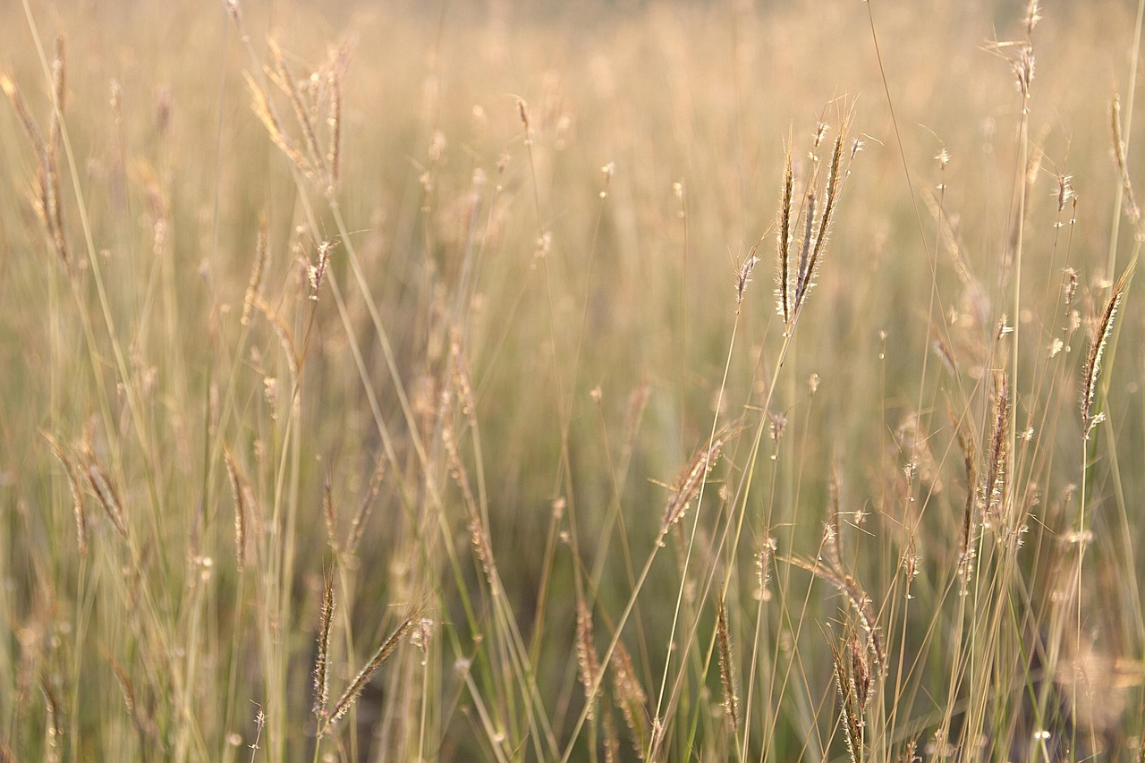 Fleur D'Herbe La Nature Un - Photo gratuite sur Pixabay - Pixabay