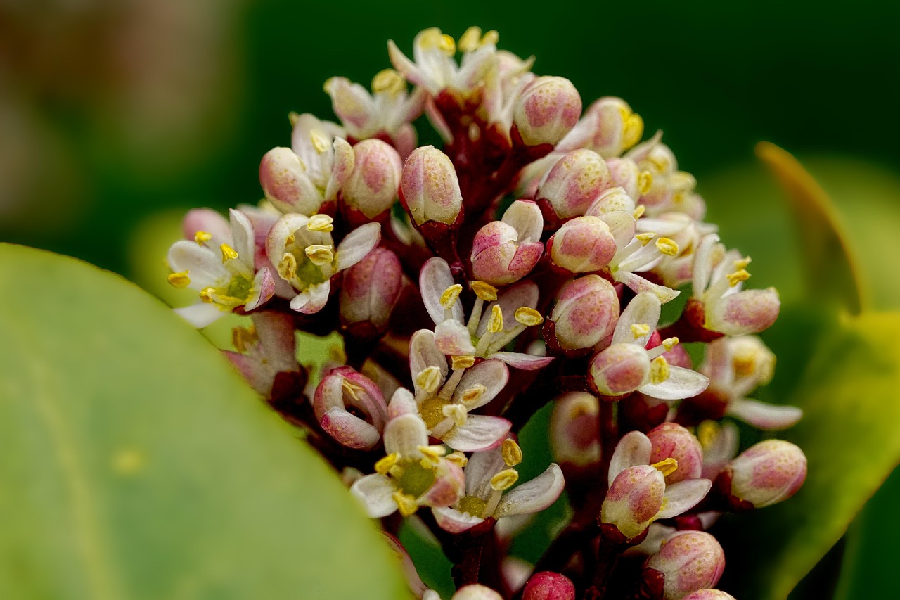 Lorbeerstrauch Lorbeerblüte Natur - Kostenloses Foto auf Pixabay
