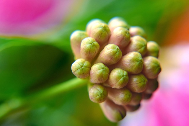 Bourgeons Fleur - Photo gratuite sur Pixabay - Pixabay