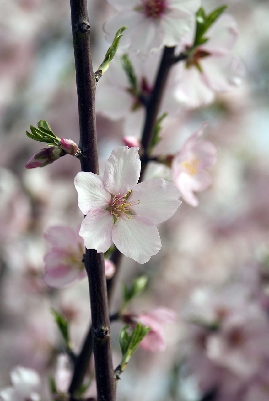 Fleur D'Amandier Amande Fleurir - Photo gratuite sur Pixabay - Pixabay