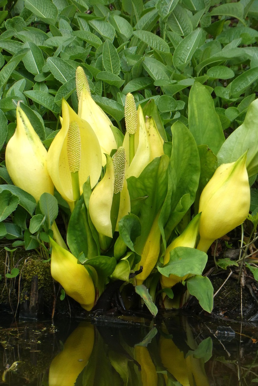 Yellow Zantedeschia Flowers - Free photo on Pixabay - Pixabay