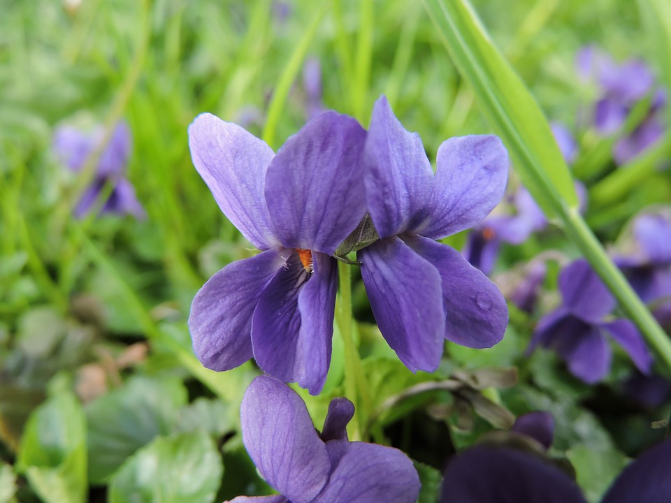 Fragrant Violets Violet Flower - Free photo on Pixabay - Pixabay