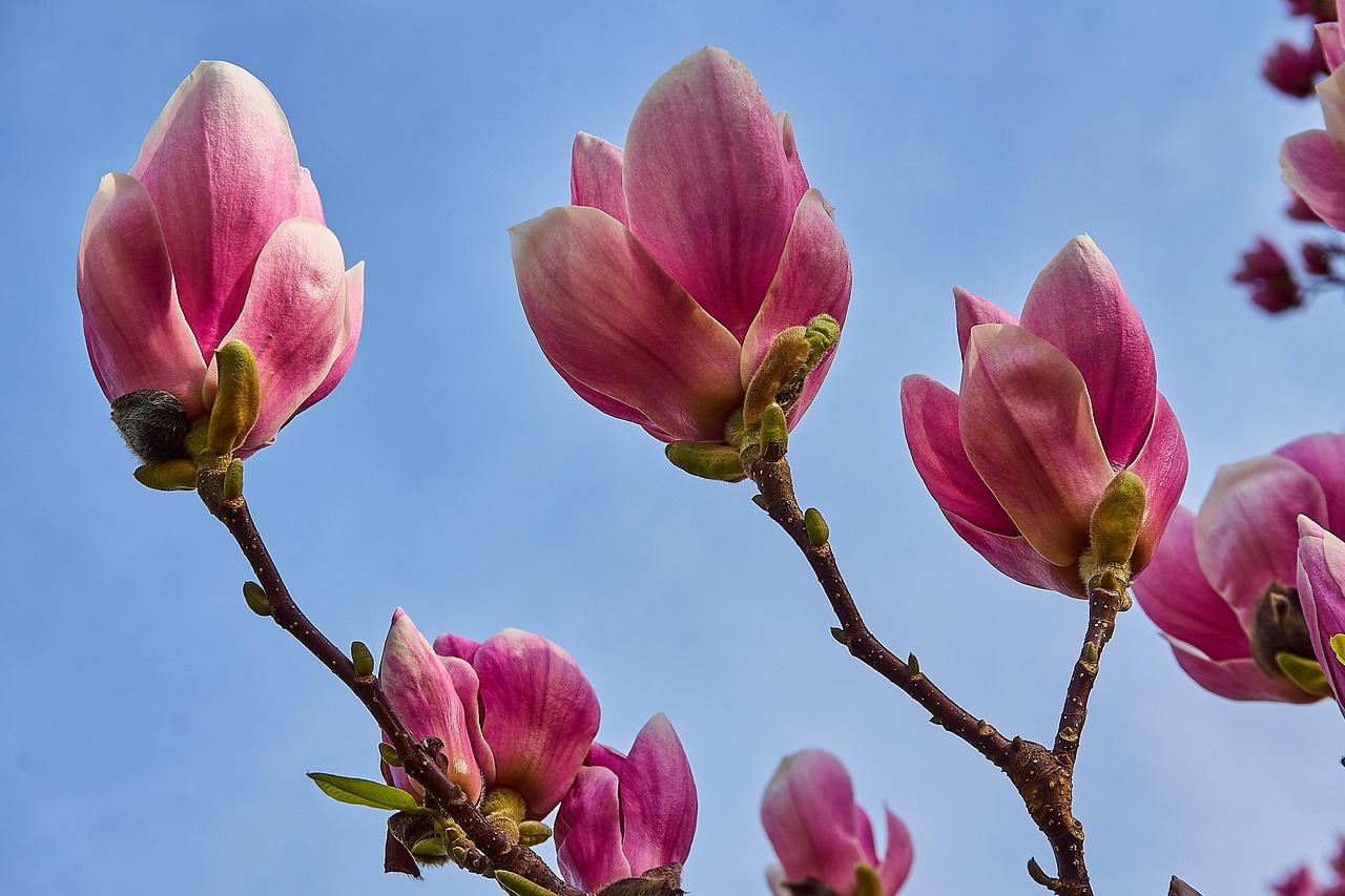 300+ Free Tulip Trees & Nature Images - Pixabay