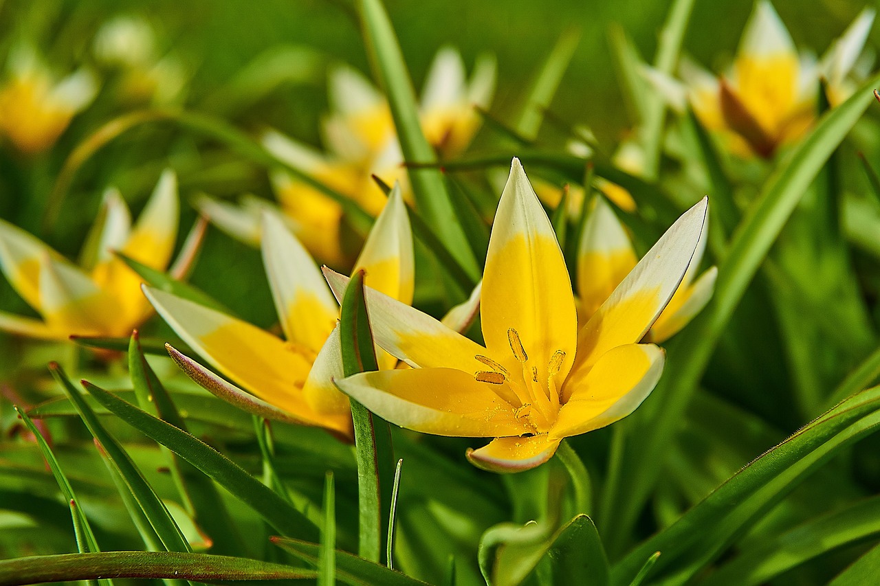 20,000+ Free Tulpan Tarda & Nature Images - Pixabay
