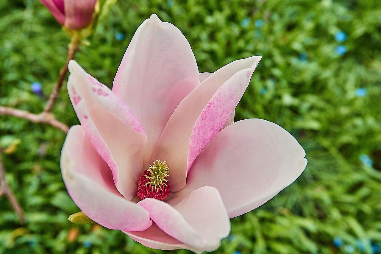 300+ Free Tulip Trees & Nature Images - Pixabay