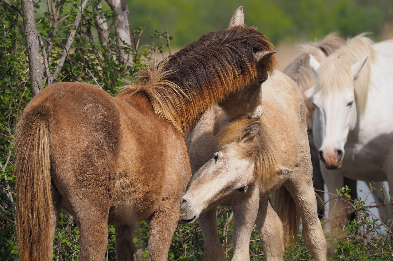 Animales Caballos Juegos - Foto gratis en Pixabay - Pixabay