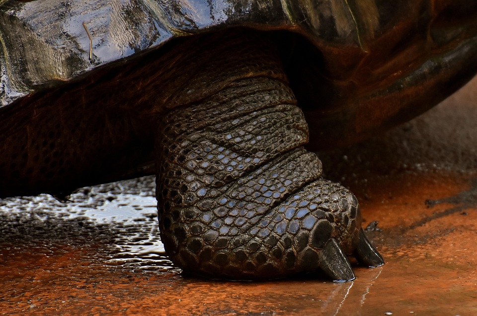 Giant Tortoises Foot Animals - Free photo on Pixabay
