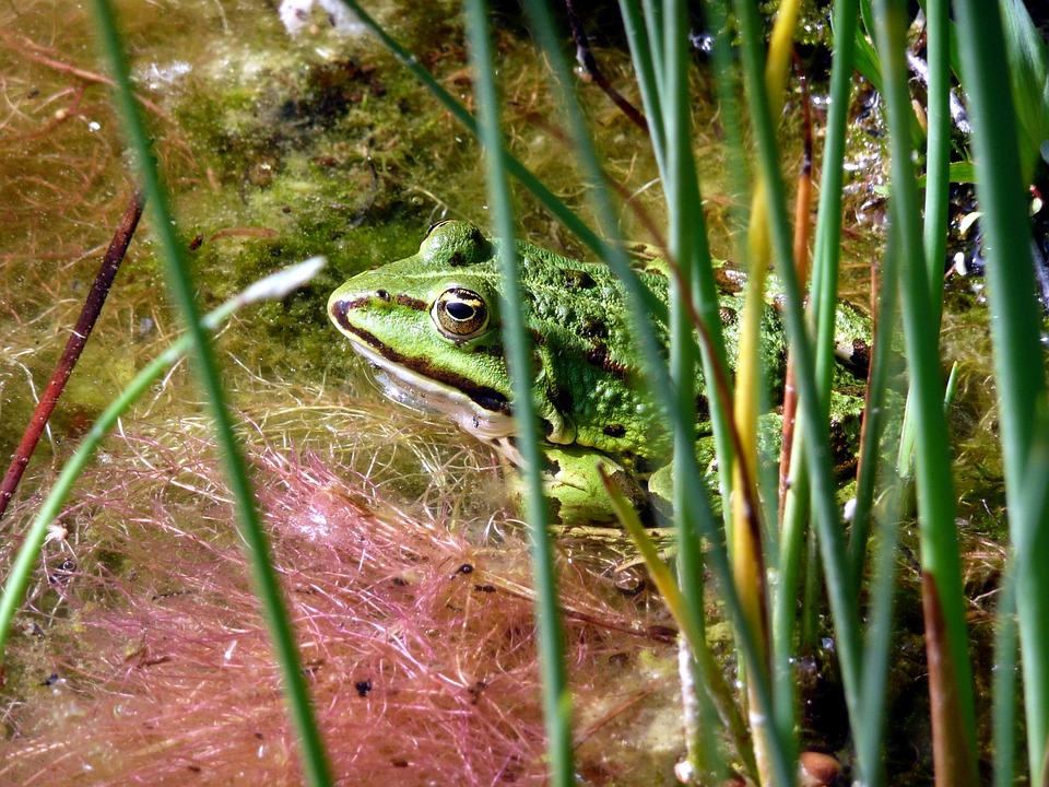 Nature Wildlife Amphibian - Free photo on Pixabay - Pixabay