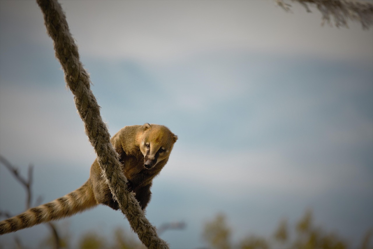 100+ Free Coati & Nature Images - Pixabay