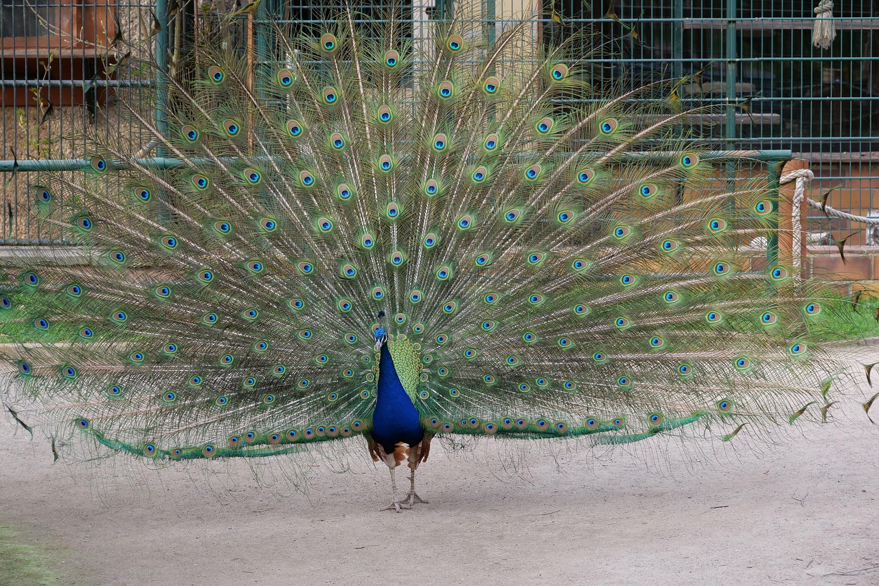 Bird Nature Animal - Free photo on Pixabay