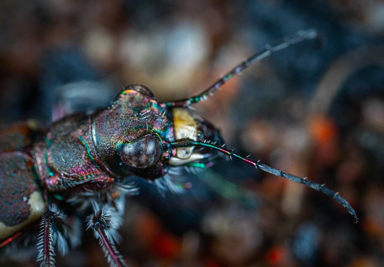 Invertebrado Insecto Escarabajo - Foto gratis en Pixabay