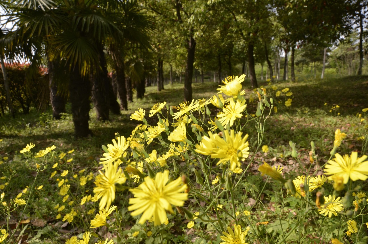 La Nature Fleur L'Été - Photo gratuite sur Pixabay - Pixabay