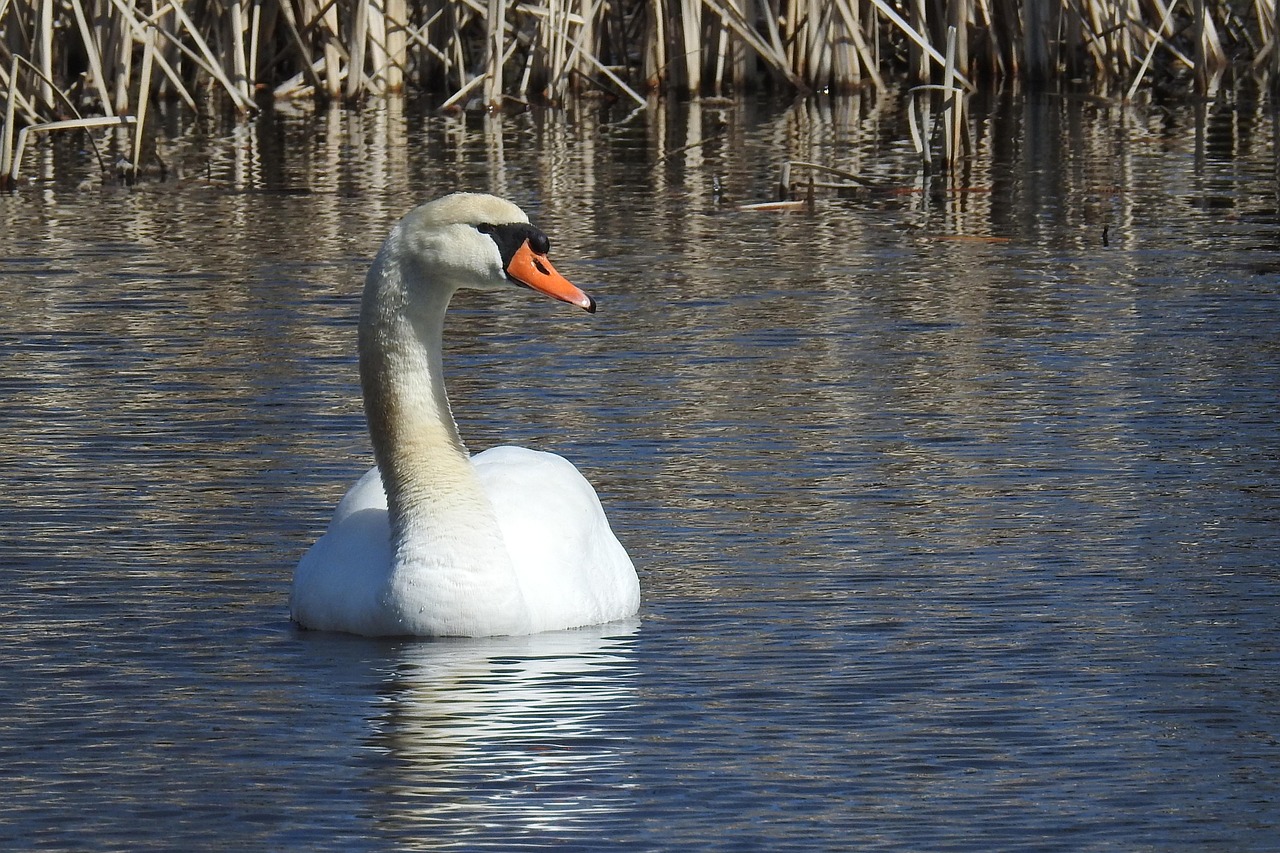 Swan Waters Bird - Free photo on Pixabay - Pixabay