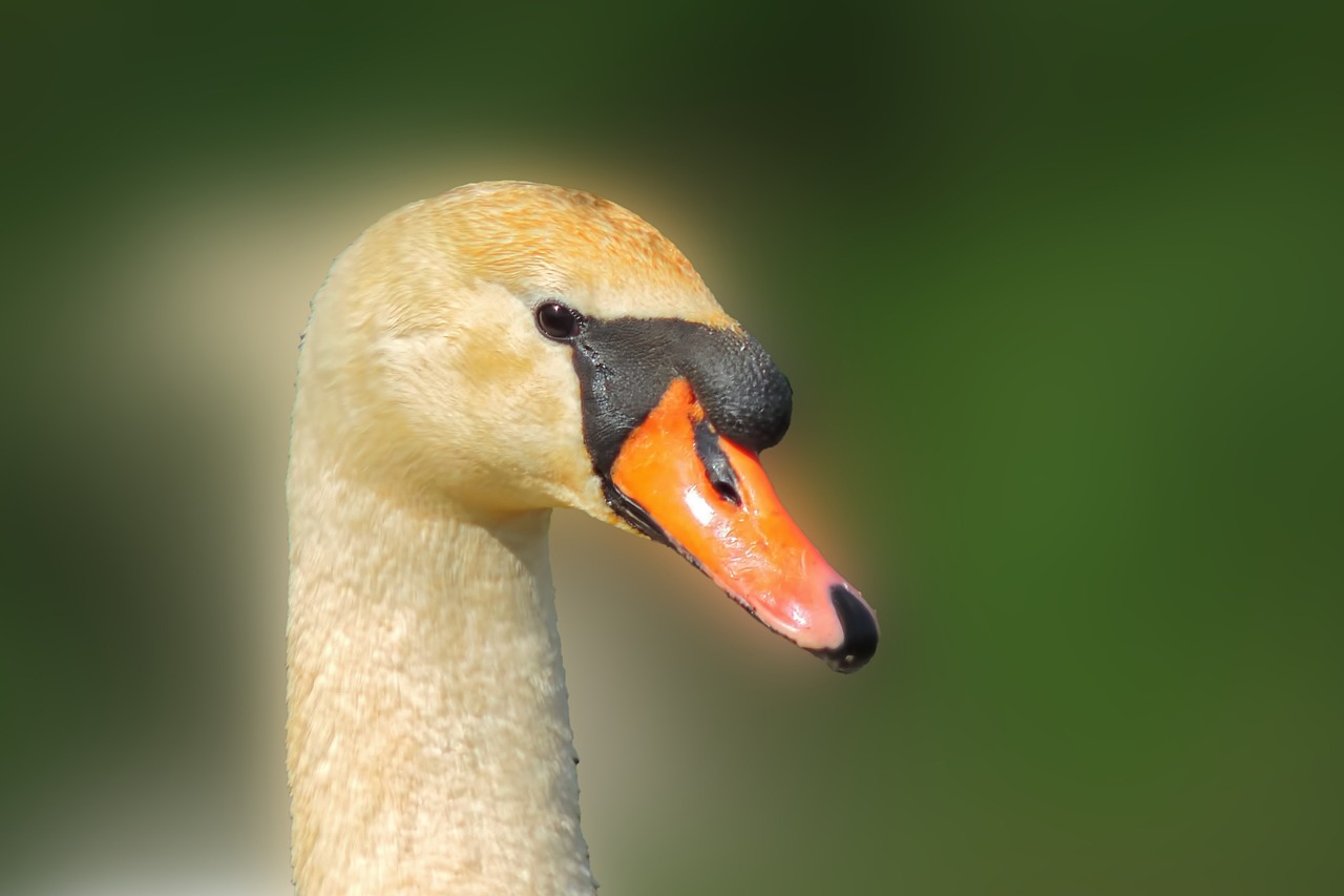 Swan Bird Nature - Free photo on Pixabay - Pixabay