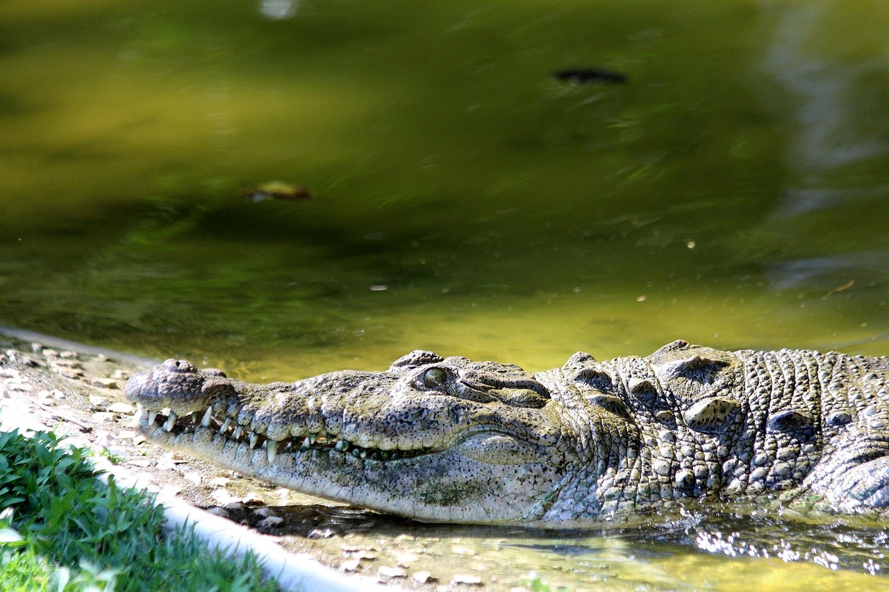 1 000+ Бесплатные Crocodile & Крокодил изображения - Pixabay