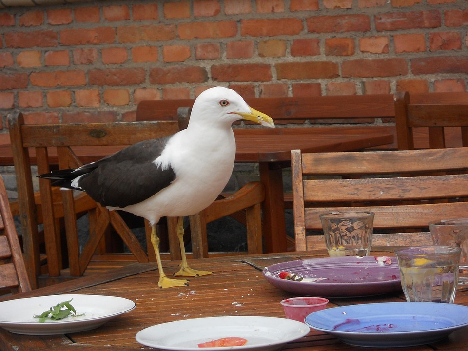 Seagull Animal Live - Free photo on Pixabay - Pixabay