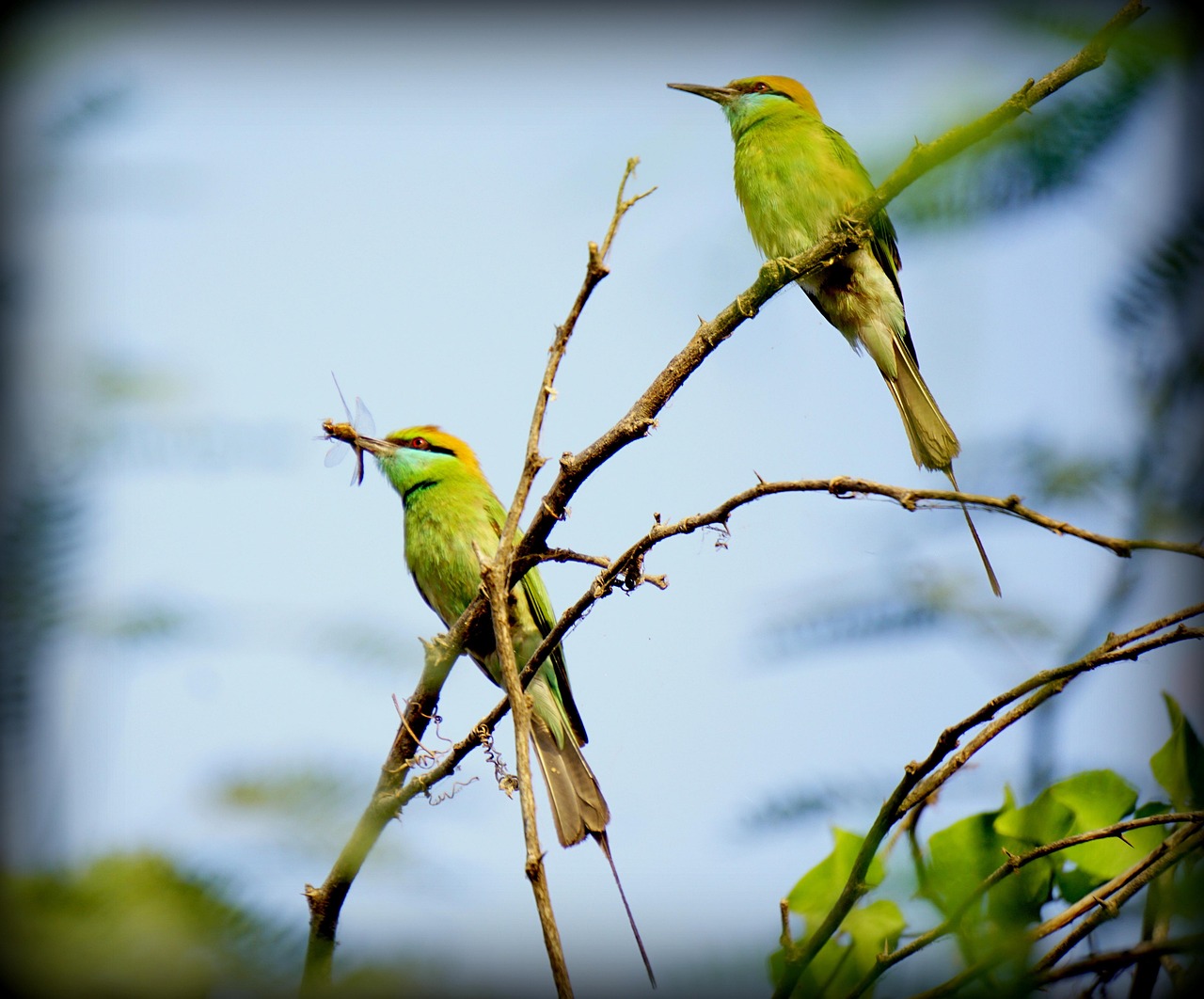 Oiseau Faune Animal - Photo gratuite sur Pixabay - Pixabay