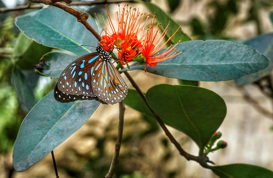 Papillon Alimentation Fleur - Photo gratuite sur Pixabay